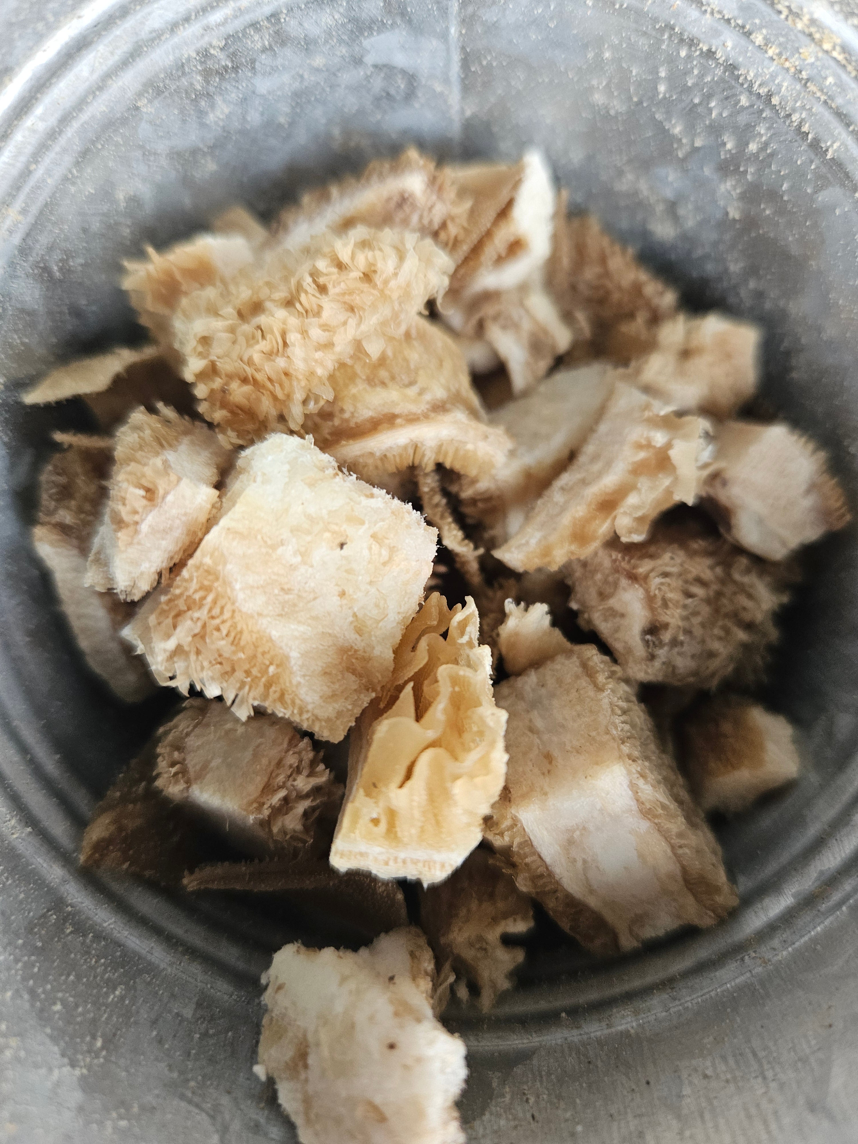 Freeze Dried Beef Tripe – Wuuf Dog